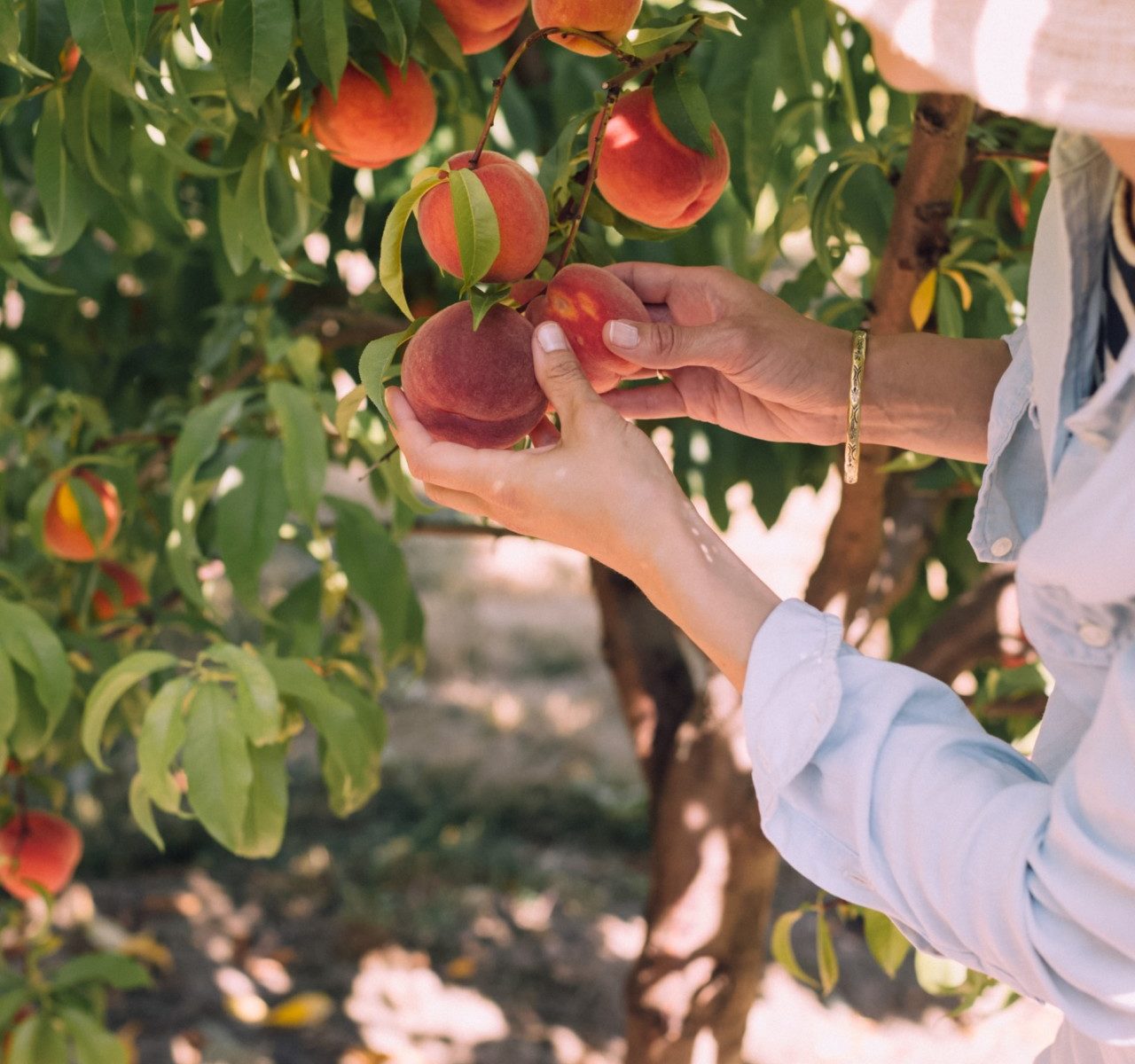 What Is Orchard Gardening? (+5 Tips to Start Your Own Orchard)