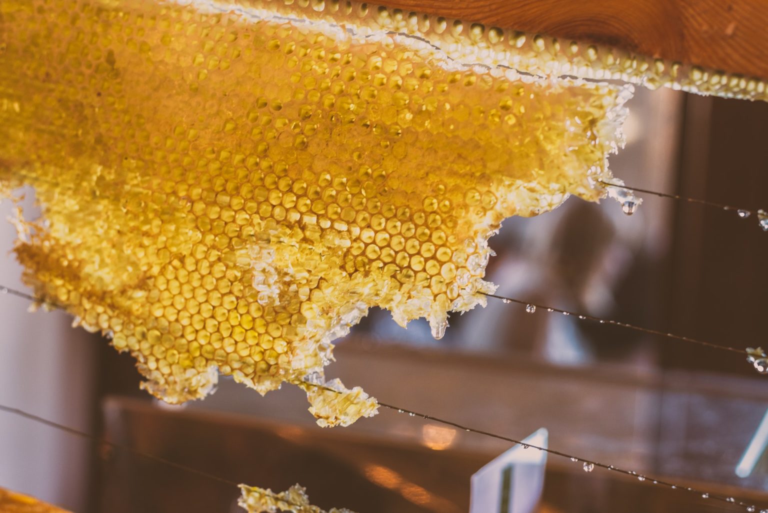 Is Wax Biodegradable? Important Facts You Should Know (Explained)
